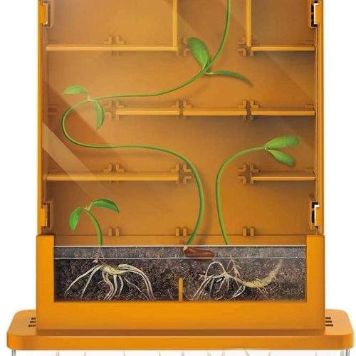 Grow a Maze - Captivating Science