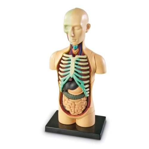 Human Body Anatomy Model - Captivating Science