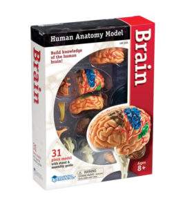 Human Brain Anatomy Model - Captivating Science