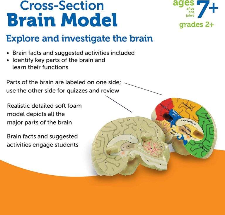 Human Brain Model (Soft Foam Cross-Section) - Captivating Science