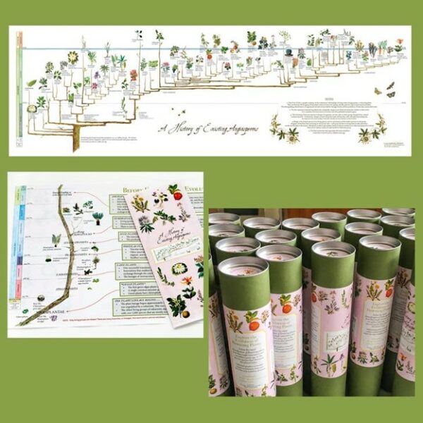 A History of Existing Angiosperms Wall Chart - Captivating Science