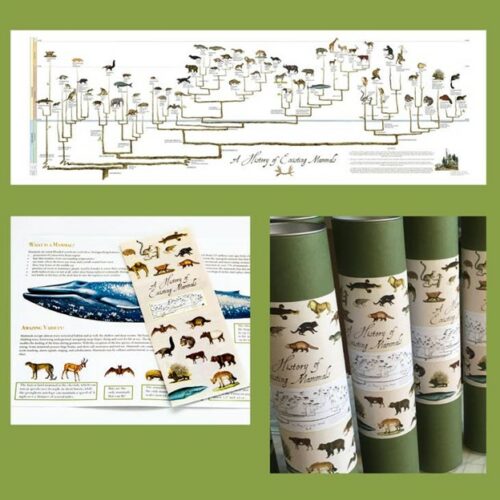 A History of Existing Mammals Wall Chart - Captivating Science